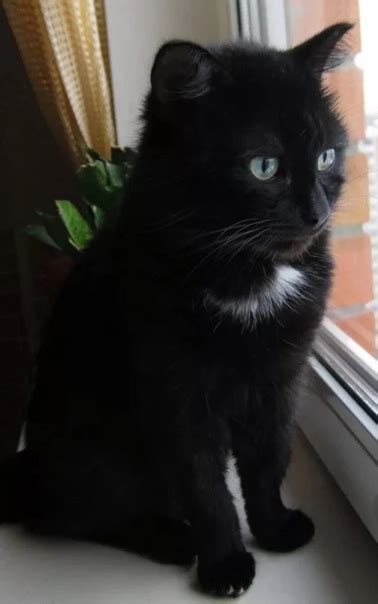 Пристраивается очень красивый и умный Котик молодой ему около года очень ласковый и