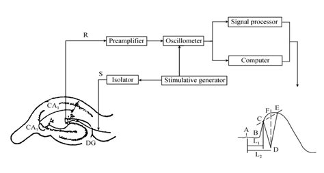 The Scheme Of The Recording Ps Of The Granular Cell Layer In The Download Scientific Diagram