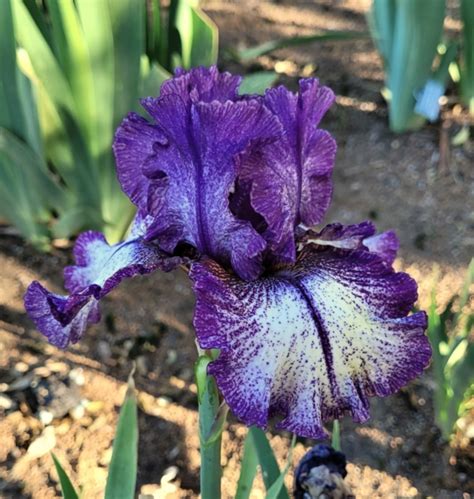 Tickle My Fancy Brendas Joy Iris