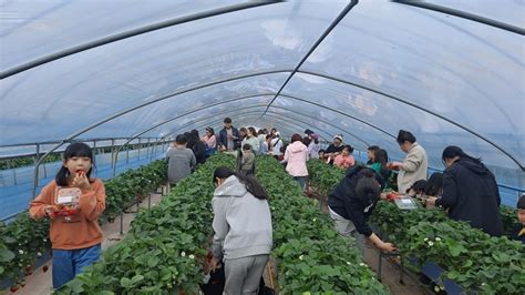 구미시 드림스타트 가족딸기체험 운영