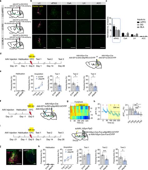 Lc Mpfc Ne Release Innervated By The Pag Is Required For Remote Memory