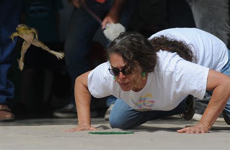 Frog Jumping Contest Calaveras County