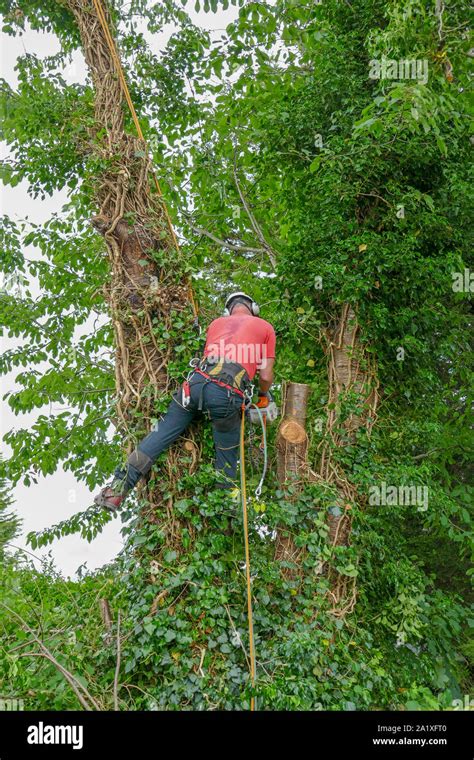 Tree Surgeon Or Arborist Using A Chainsaw And Safety Ropes While Working Up A Tree Stock Photo