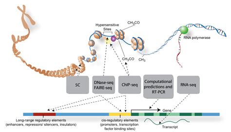 Voir Le Sujet Manipuler Le Genomelhomme Controle