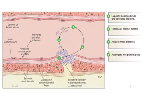 Inherited Bleeding Disorders During Pregnancy Pdf