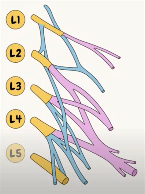 Lumbar Plexus Diagram Quizlet