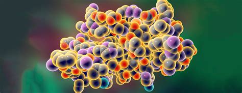 Anti Insulin Antibody Test