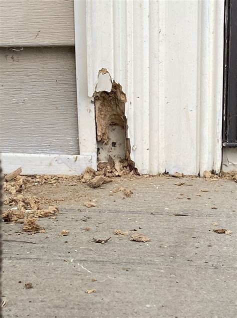 Wood Destroying Insects Are A Threat To Your Home And A Threat To Your