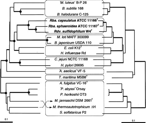 Comparison Of The Fpp Synthase Amino Acid Sequence Left And 16s Rrna