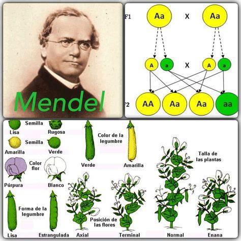 Gregor Mendel Dibujo