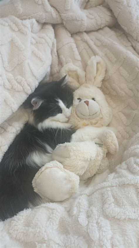 милый котик спит Котята Очаровательные котята Милый кот