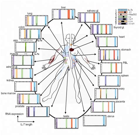 Human Map Of Il 7 Isoform Distribution In Different Organs Tissues