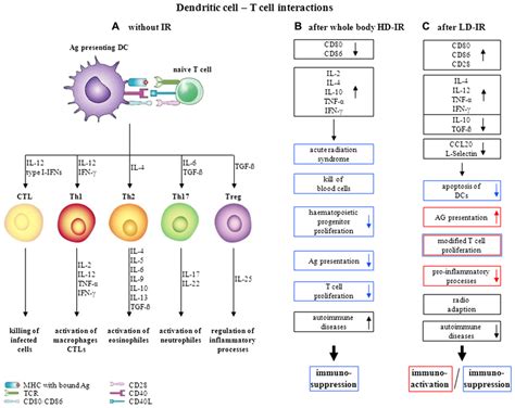 Dendritic CellT Cell Interactions And Its Variations Upon Irradiation Download Scientific