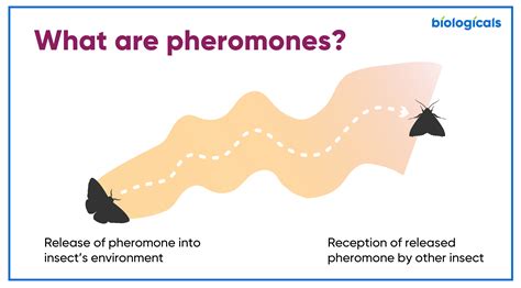 From Pheromones To Behavior How Pheromones Trigger Female Sexual