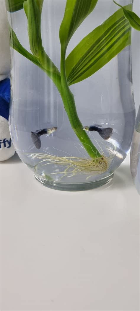 이 구피 종류가 뭔가요 지식in