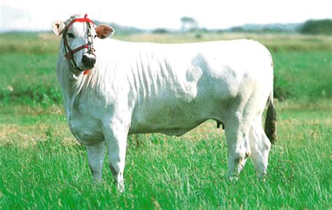 Chianina Breed The Chianina Society Of Australia