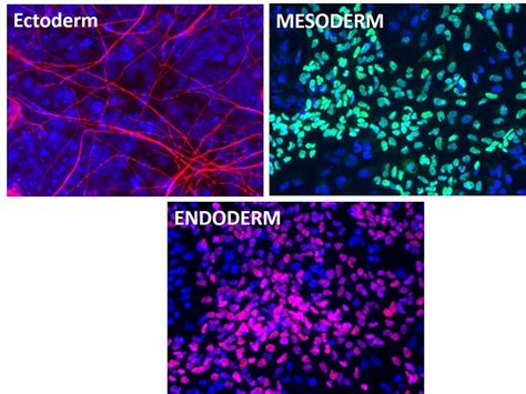 Tri Lineage Directed Differentiation Service From Ipsc Applied Stemcell