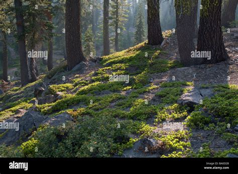 Forest Lassen Volcanic National Park Mount Lassen California Usa Stock