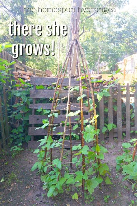 How To Build A Pole Bean Trellis Step By Step Guide 2025
