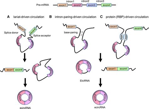 The Biogenesis Of Circrnas A Lariat Driven Circulation Model B