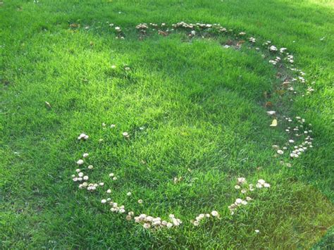 Whats A Fairy Ring Of Mushrooms Why Is It A Circle
