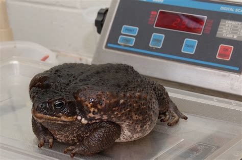 Cane Toad Care Guide At Dennis Marquis Blog