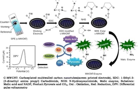 Schematic Representation For Fabrication Of Nanosensor For Detection Of Download Scientific