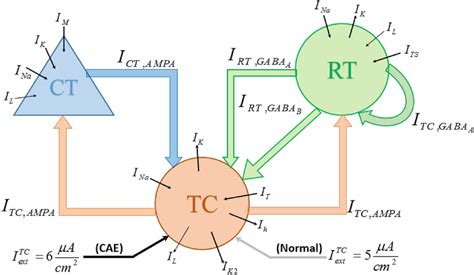 The Topology Of The Three Coupled Tc Ct And Rt Nuclei Neurons
