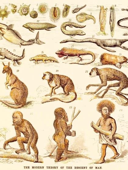 Un Nuevo Libro Vuelve A Poner En Duda La Teoría De La Evolución De