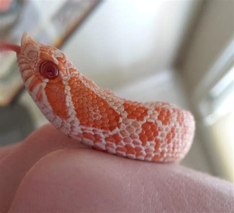 Blep Rhognosesnakes