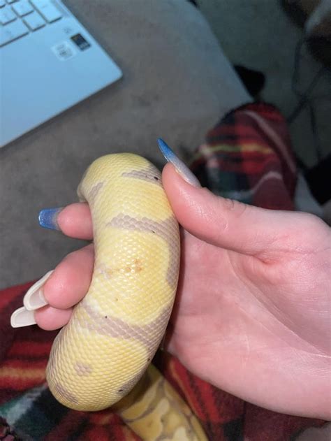 does this look like scale rot or burn to you 😢 r ballpython