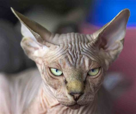 Sphynx Cats All About The Hairless Sphynx Cat Breed