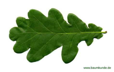 Stiel Eiche Quercus Robur Blatt Blattoberseite Bestimmen Stiel Eiche