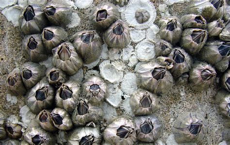Blistering Barnacles 10 Amazing Facts About Barnacles For Sailors
