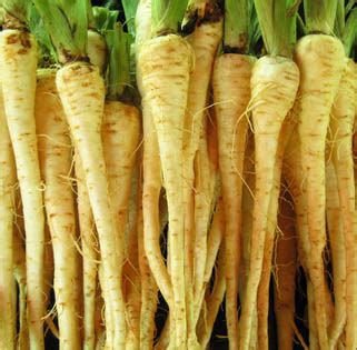 Growing Parsnips