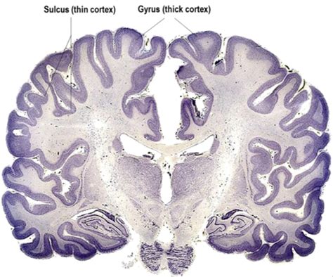 Cerebral Cortex Flashcards Quizlet