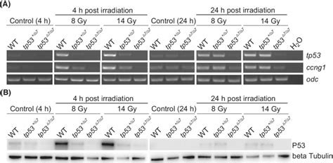 P53 Haploinsufficiency In Xenopus Tropicalis Tp53 Δ7 Mutants A Download Scientific Diagram