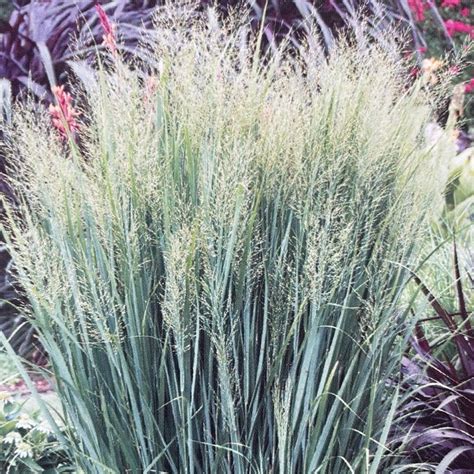 Panicum Virgatum Northwind Switch Grass
