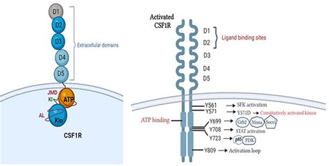 In Silico Targeting Of Colony Stimulating Factor 1 Receptor Delineating Immunotherapy In Cancer