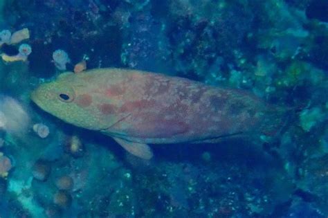 Leopard Hind Cephalopholis Leopardus