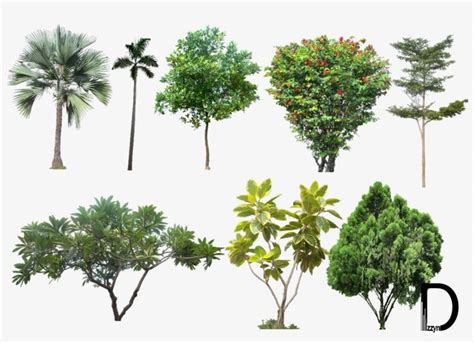 20 Tree Png Images For Architecture Landscape Interior High Resolution Trees Png Free