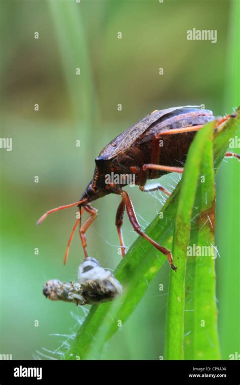 The Predatory Shield Bug Species Picromerus Bidens With Prey Stock