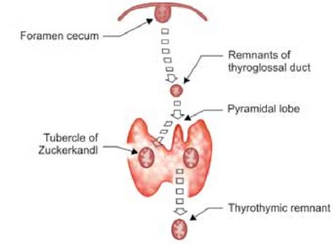 Development Of Embryological Remnants Of Thyroid Gland Download Scientific Diagram