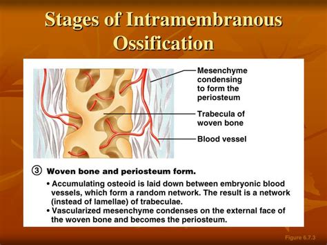 Ossification Of Bones