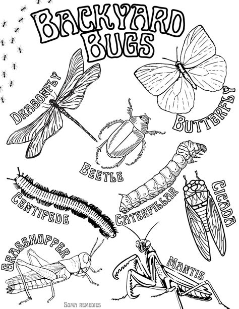 Backyard Bugs Coloring Page Nature And Plant Coloring Pages Homeschooling Herbalism Coloring