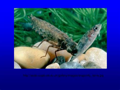 Ppt Phylum Arthropoda Subphylum Uniramia Powerpoint Presentation