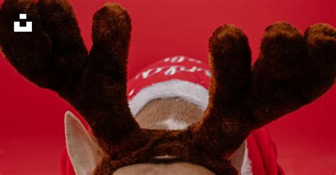 빨간색과 흰색 산타 모자를 쓴 갈색과 흰색 짧은 코팅 개 사진 Unsplash의 무료 오스틴 이미지