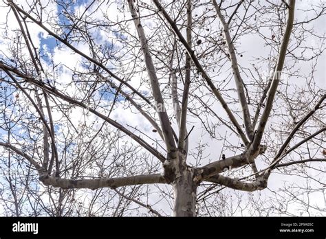 Branches Of Various Deciduous Trees In Winter With Angular Shapes And A