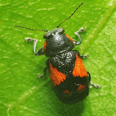 Leaf Beetle Pachybrachis Dilatatus Bugguidenet
