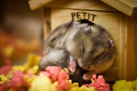 Cute Dwarf Hamster Sleeping